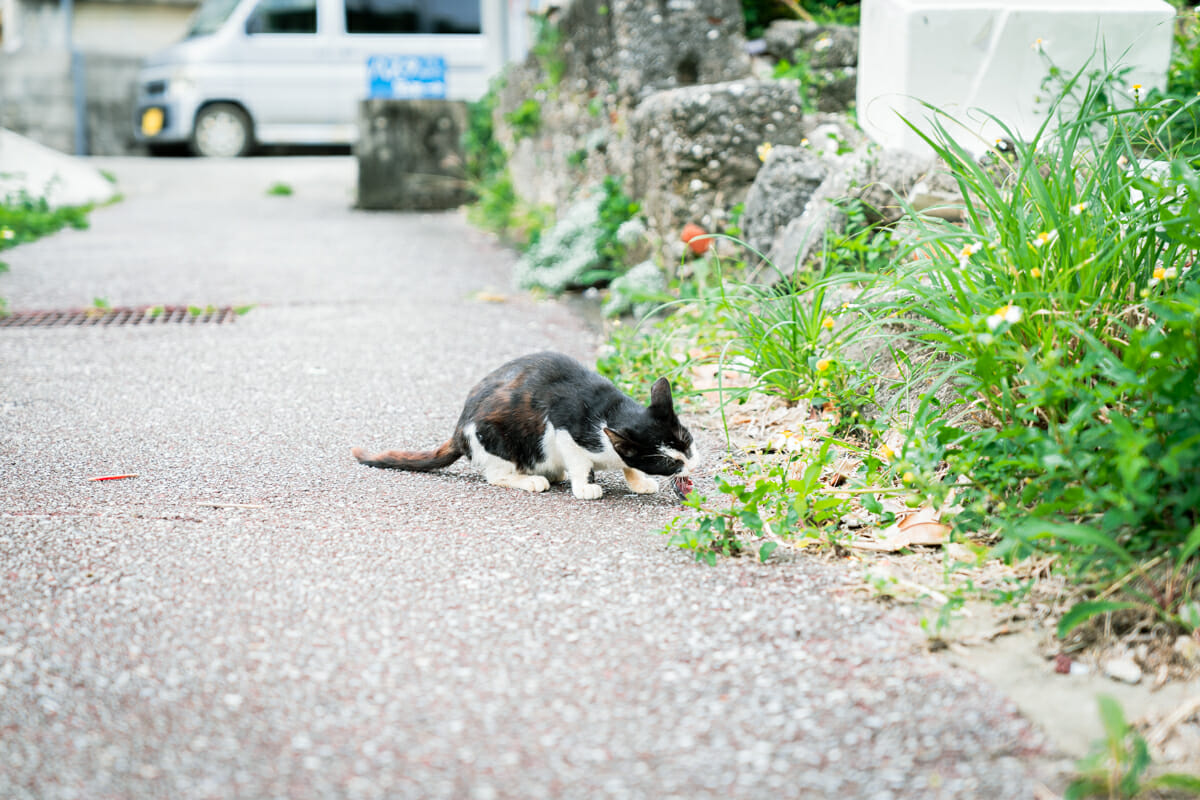 Vol.157 佐良浜に裏路地イタリアン発見！「PRIMONTE プリモンテ」